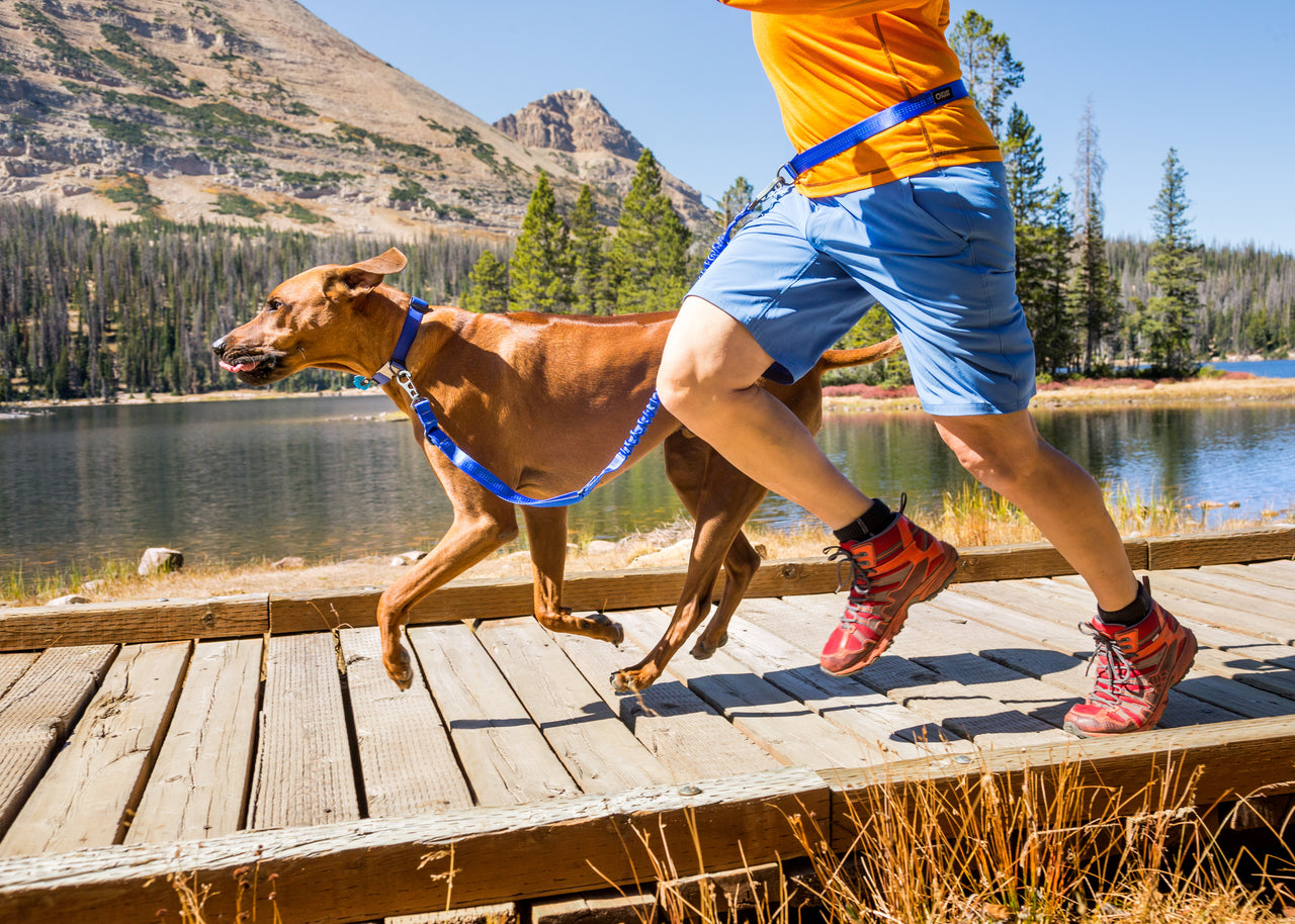 D-Fa Dog – D-fa Dogs Down Under